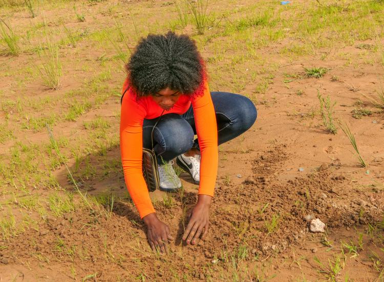 Estudantes da UNIC promovem campanha de plantação de árvores, na cidade ...