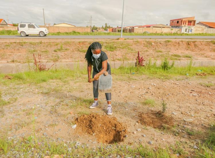 Estudantes da UNIC promovem campanha de plantação de árvores, na cidade ...